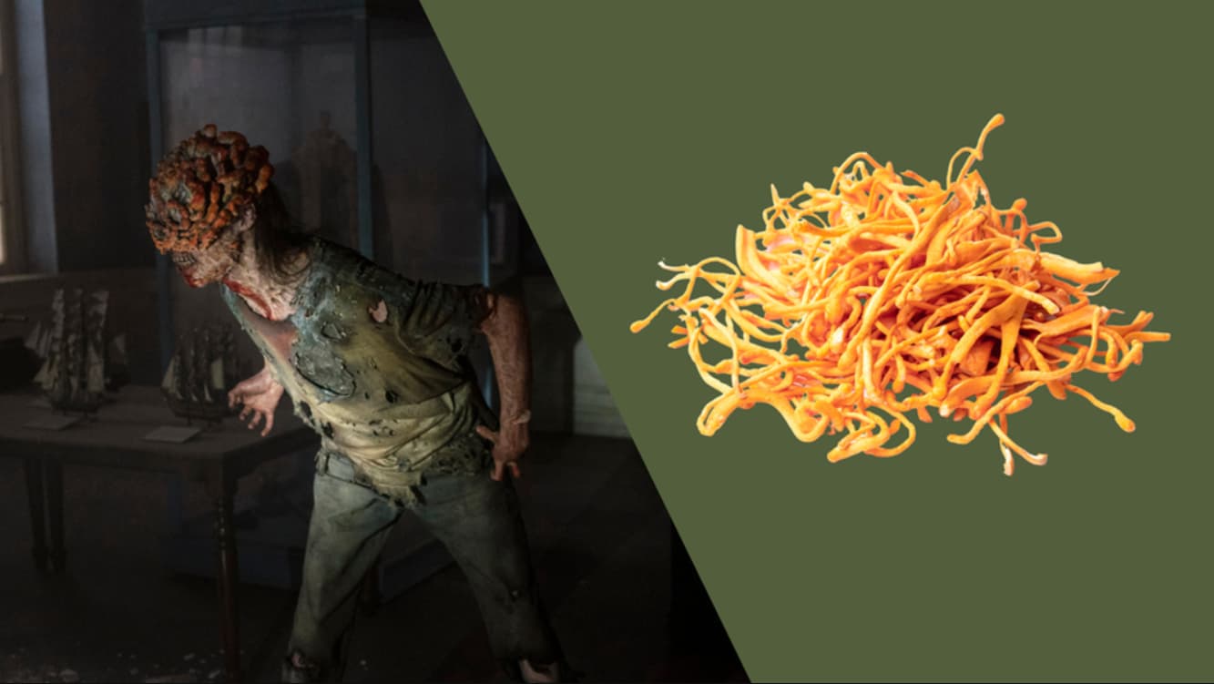 蟲草的真菌可能讓人變成殭屍嗎？它竟然有助運動表現？